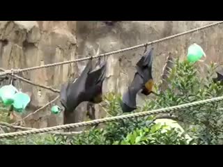 LINE_MOVIE_1601476940990.mp4 — Видео | ВКонтакте